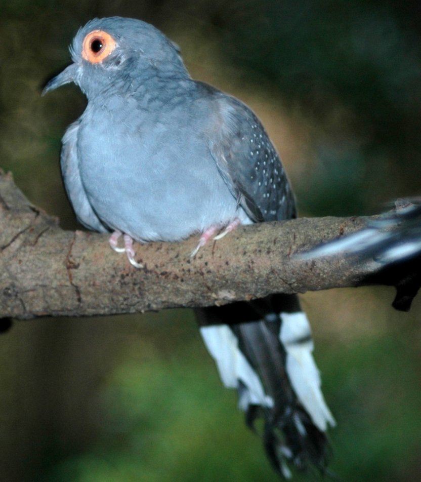 Diamond Dove Home Page - Books